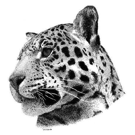 Selva Codes Github