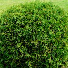 Faboulous Shrub Fabulous Shrub Github