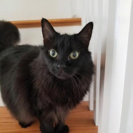 Kyrahoffman Kyra Github