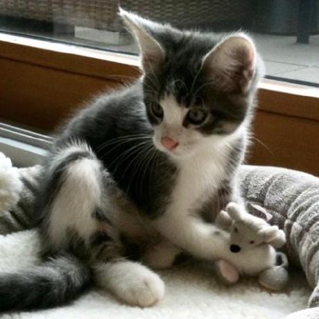 Teganwilliams Tegan Github