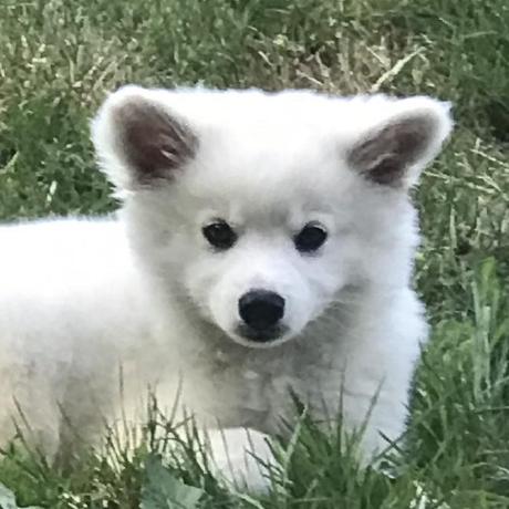 Alina Aliz Alina Zhu Github