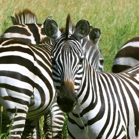 Vividlyindigo Indigo Github