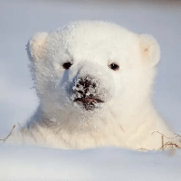 Guest Profile Guest Github