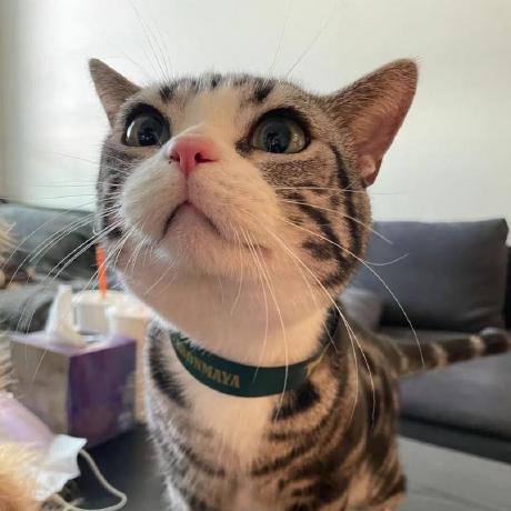 Tianny Tianny Github