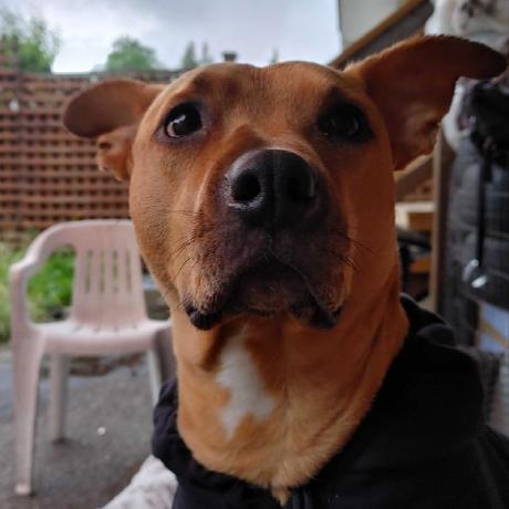 Atillathehamm Atilla Github