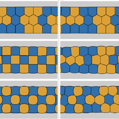 Cell Simulation Projects Github