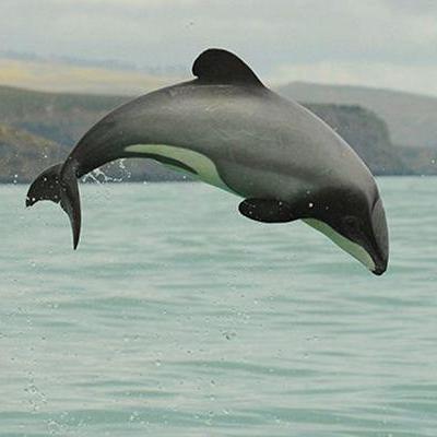 Aihe Ahoaho 2022 Github