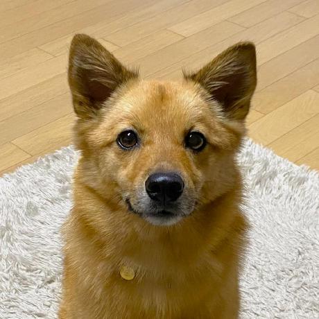 Puppy Lu Lu Raccoon Github