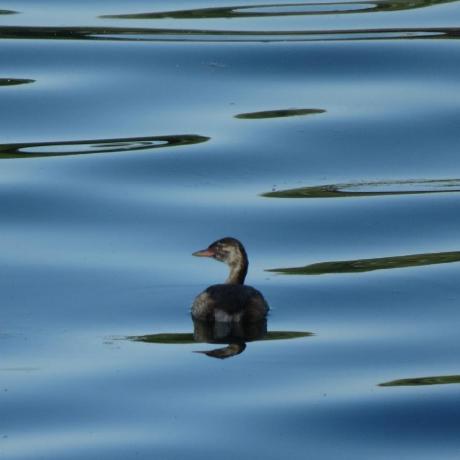 Yeesiang03 Yee Siang Github