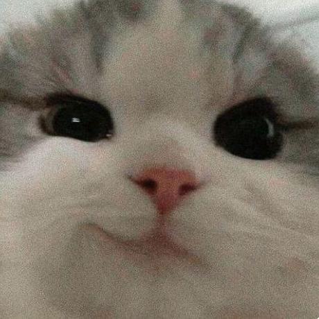 Cihandia Cihan Github