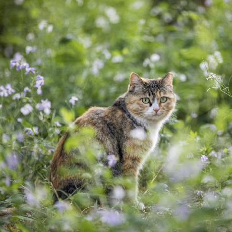 Basil S Garden Github