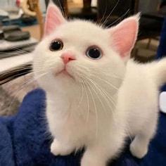 Abyssgio Abyss Github