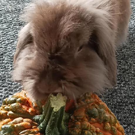 Class8jo Jo Github - Best Mountain Photos in Retina