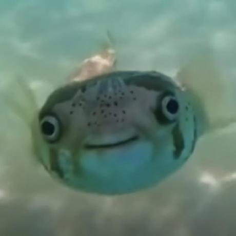 Hgsy1110 Hosea Oktarivanes Github