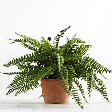 Petarlily Petar Github