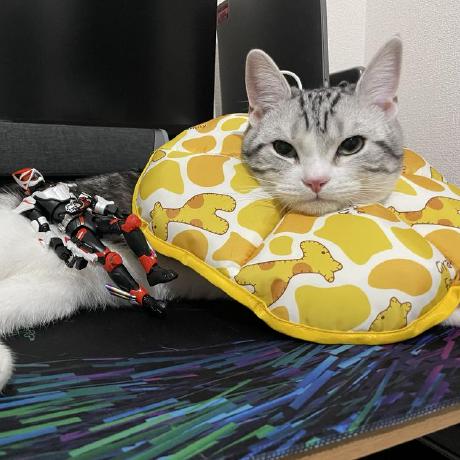 Barryyuan0 Barry Yuan Github