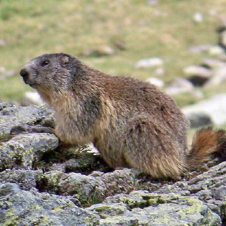 Norlab Marmotte Github