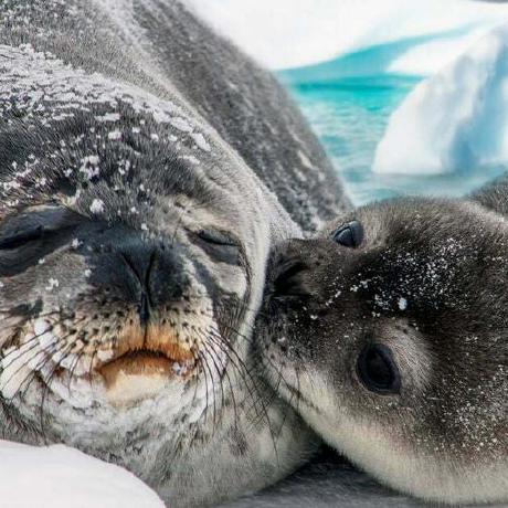 Patrickseal Patrick Github