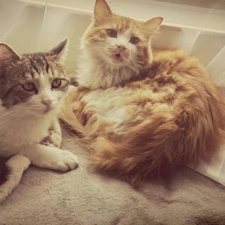 Hulklinx Hulk Github