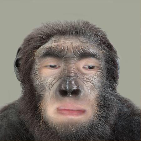 Datamonkey 2017 Data Monkey Github