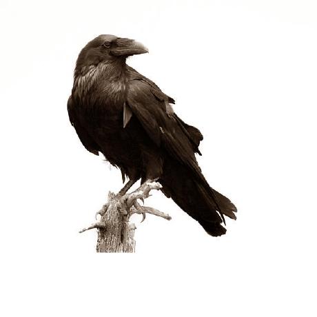 Github Huybrox Crow - Premium Colorful Design - High Resolution