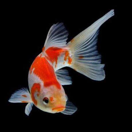 Default Nikita Mikheev Github