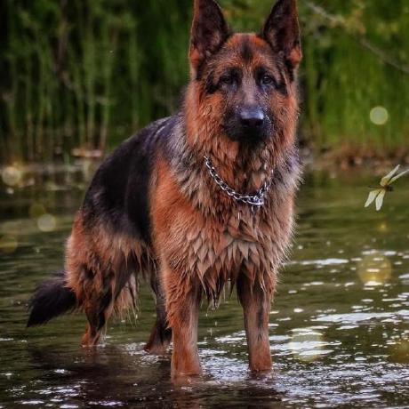 Guru Wise Guru Wise Github