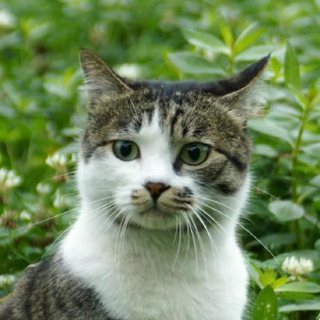 Wilsonchen003 Wilson Chen Github