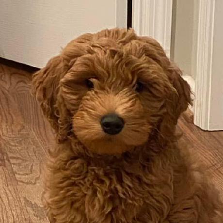 Caroline B 2000 Caroline Github