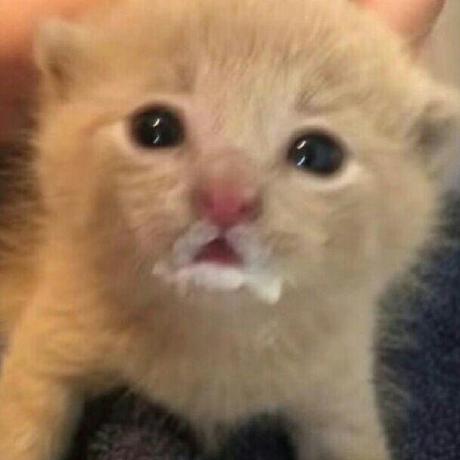 Freddiewright Freddie Github