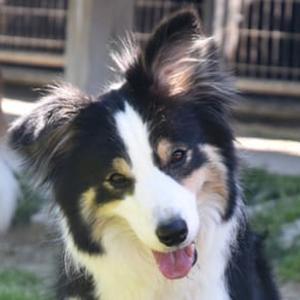 Darioforge Dario Github