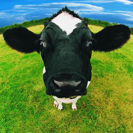 Thinkincode Feng Github