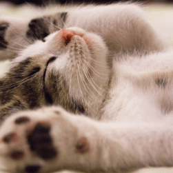 Navth Navaneeth N Github