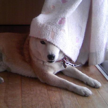 Dray Dog Github - Premium Sunset Image Gallery - Full HD