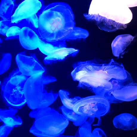 Ksr03 Haruka Koshiro Github