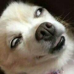 Github Jensens Jensen Github