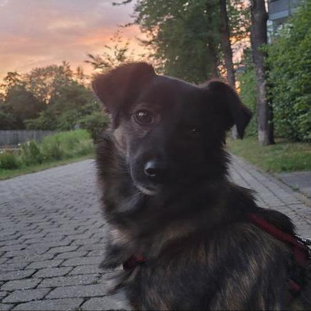 Sophiemie Sophie Github