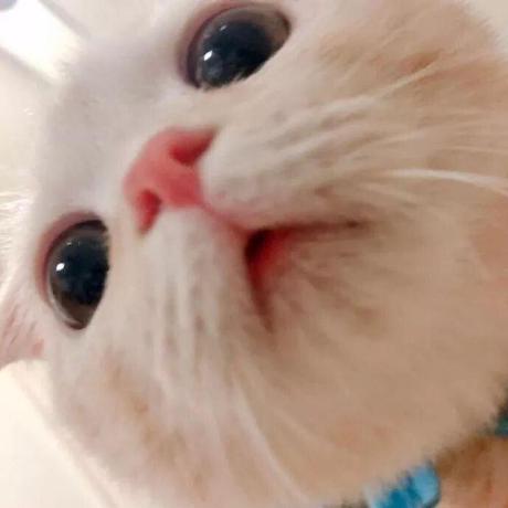 Think Gorithm Github