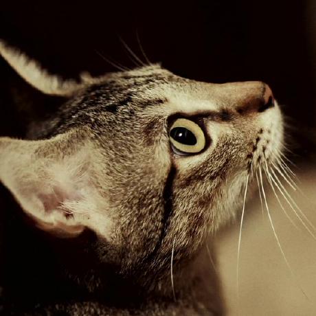 Kevinprologue Kevin Github