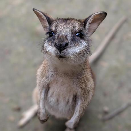 Cursedgeb Cursed Github