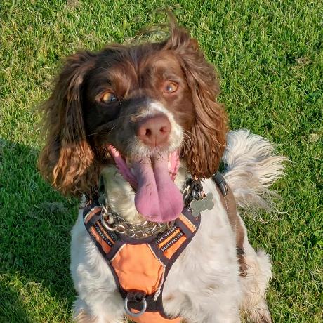 Draco Dev Adam Github