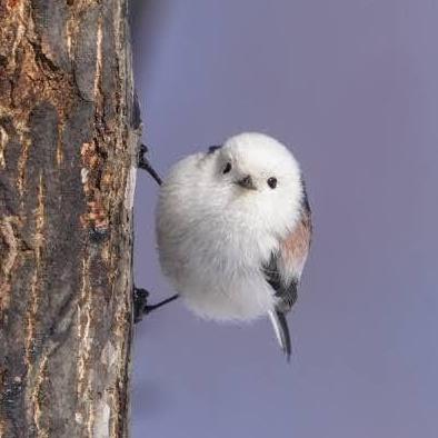 Sawada Mai Mai Github