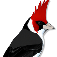 Red Crested Github
