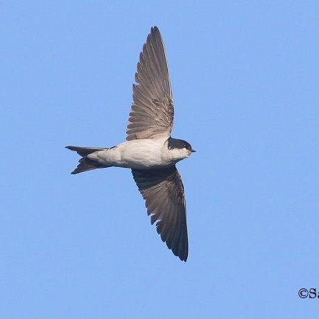 House Martin Github
