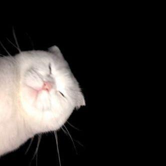 Kanedinh Kane Github