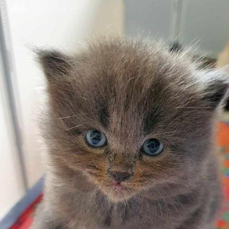 Jvp Vmllc S Gists Github