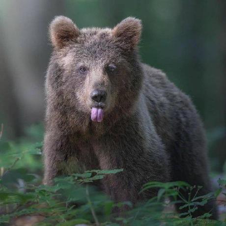 Bstcdr Fluffy Bstcdr Github