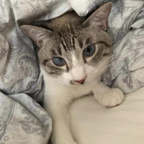 Raccooncats Raccoon Cat Github