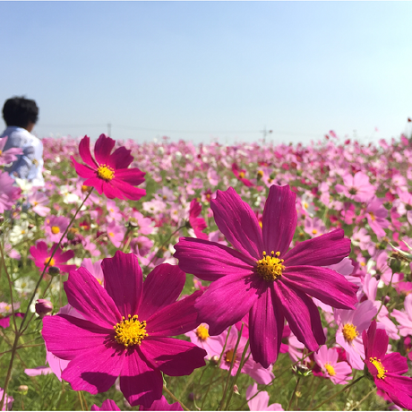 Lifetime Project Redeye Github