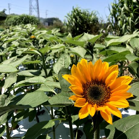 449test Yoshiki Github